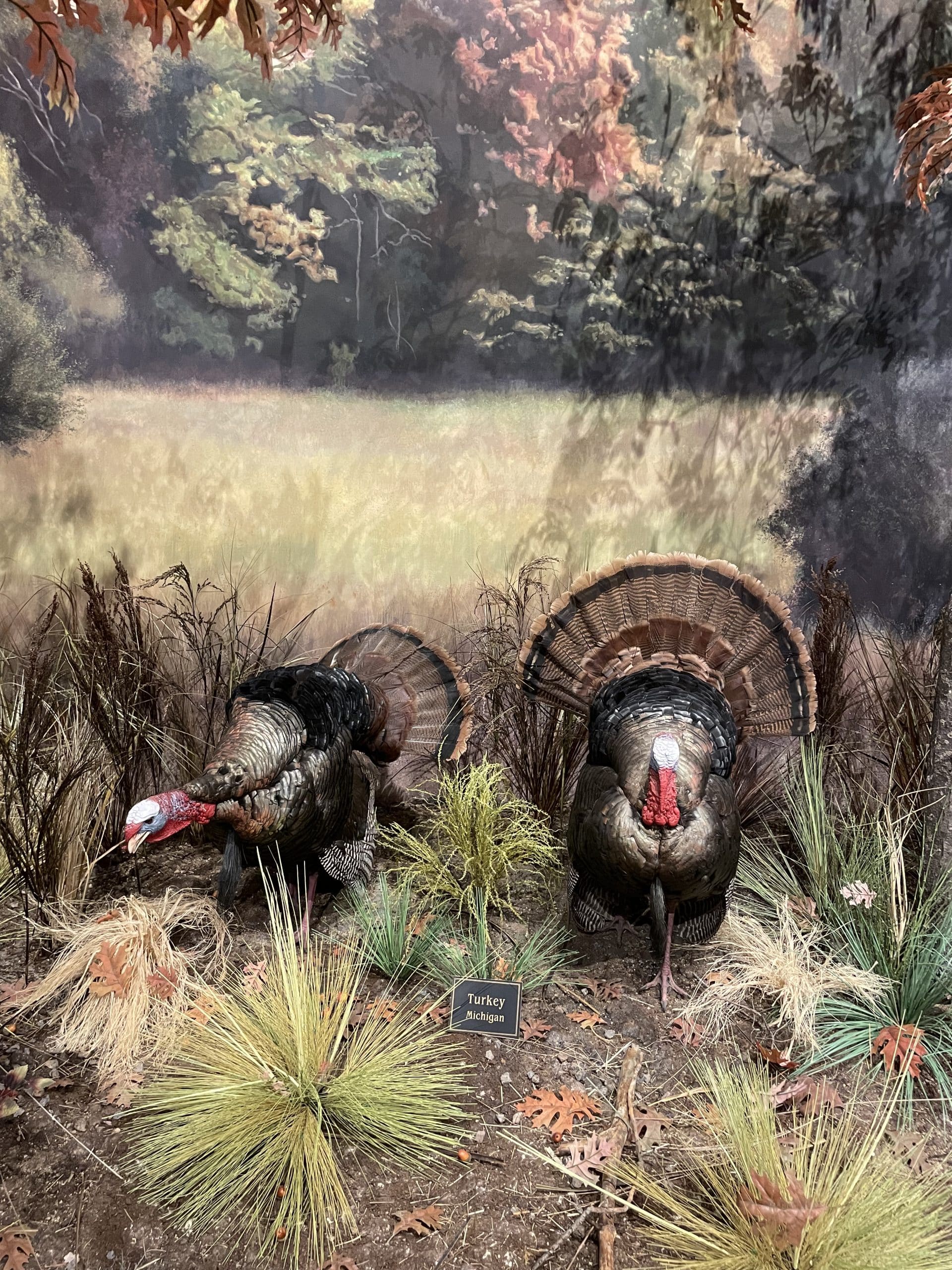 About Us – Jay's & Webber Wildlife and Education Center